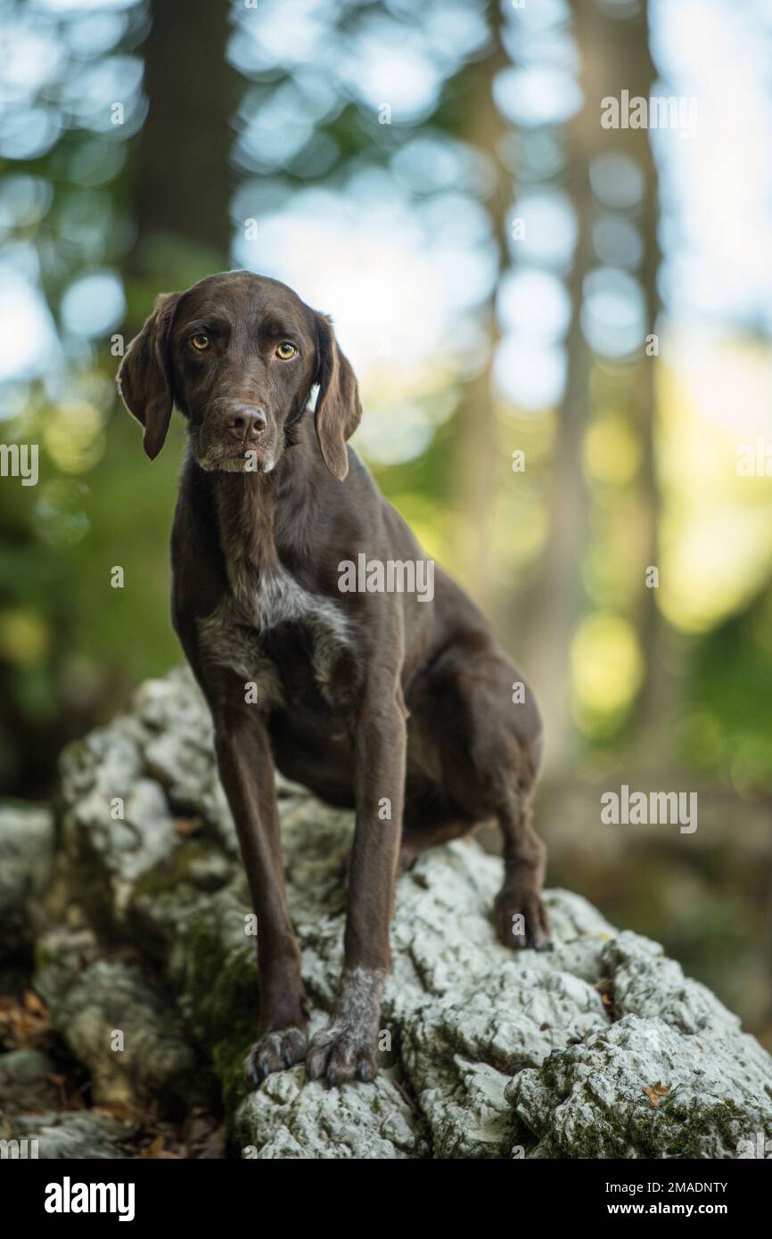 Hunting dog in a forest Stock Photo - Alamy