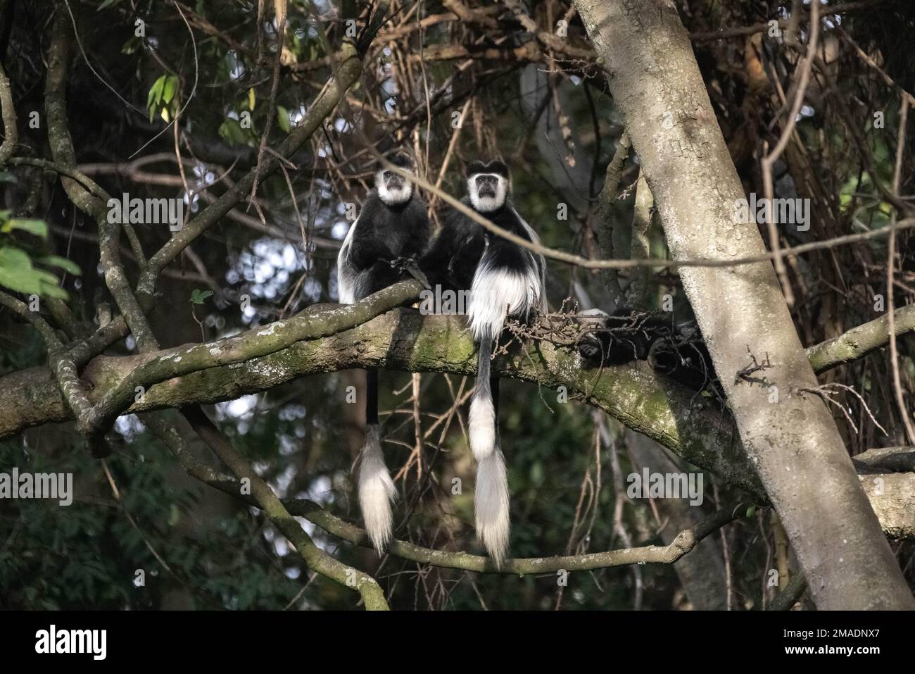 Monkeys keep a lookout in a tree Stock Photo - Alamy