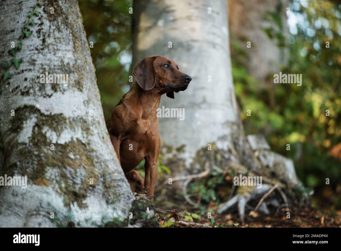 Rhodesian ridgeback in a forest Stock Photo - Alamy