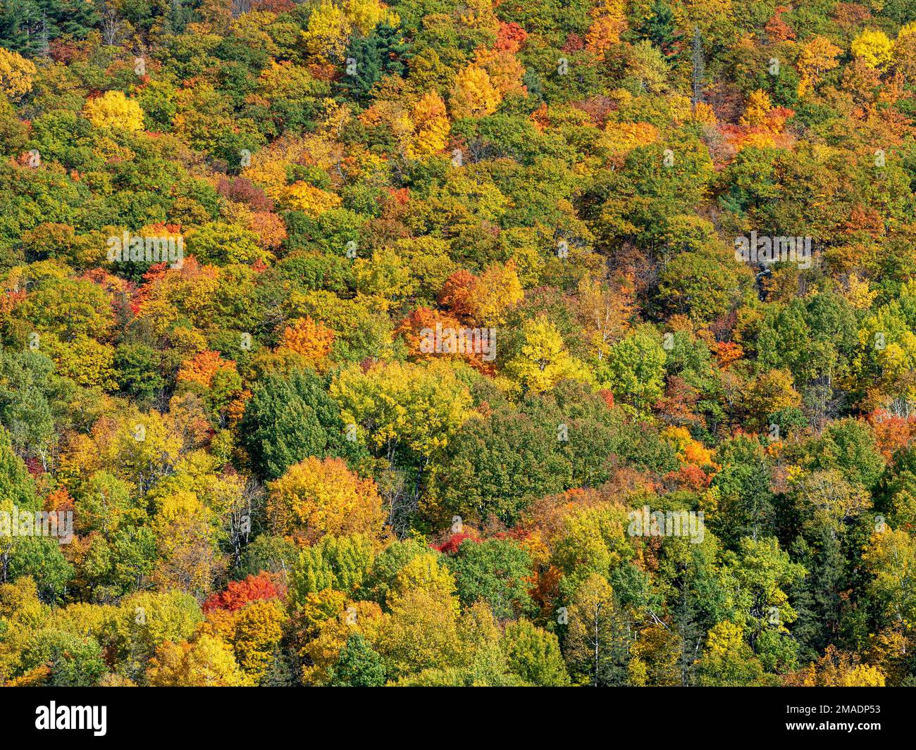 Hillside of Autumn Colour: Coloured leaves of a multitude of deciduious ...