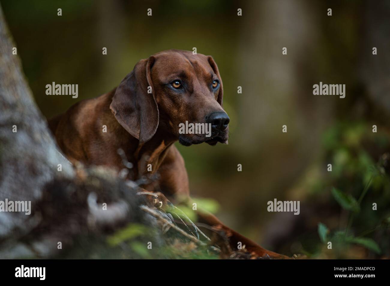 Rhodesian ridgeback in a forest Stock Photo - Alamy