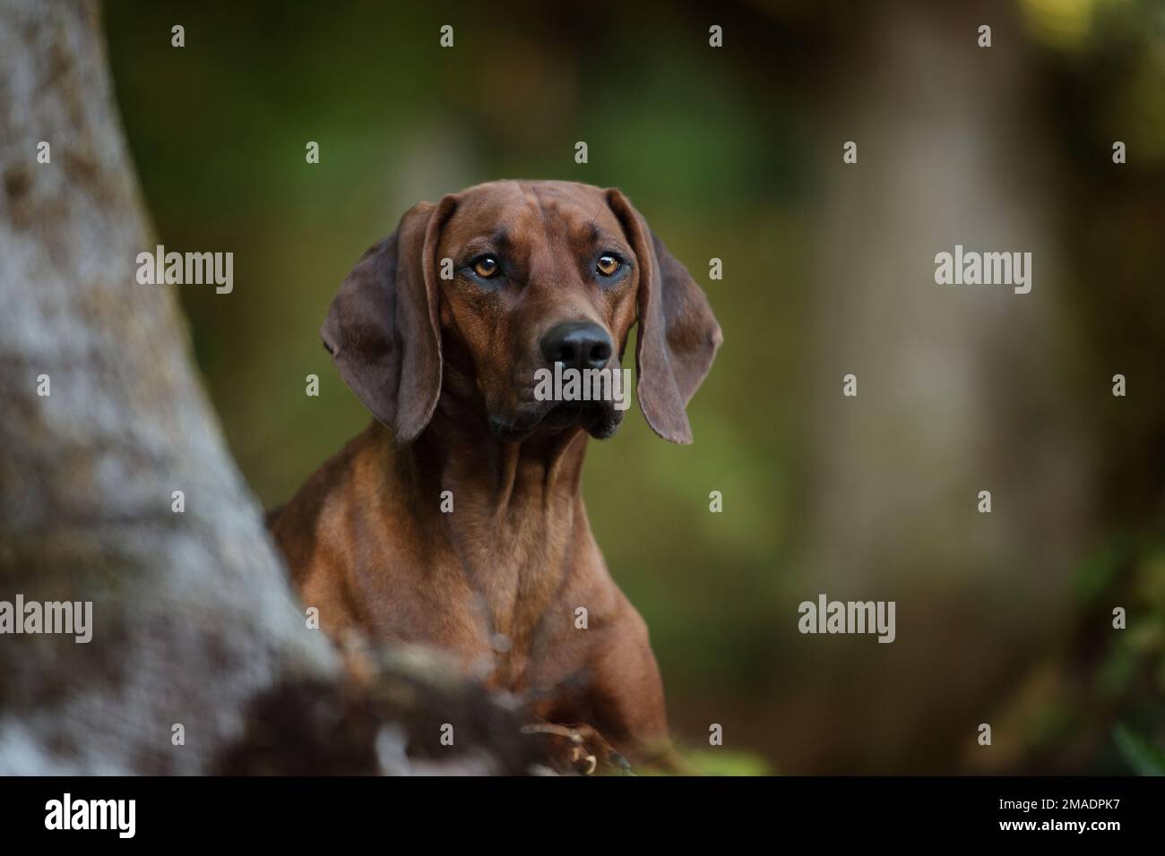 Rhodesian ridgeback in a forest Stock Photo - Alamy