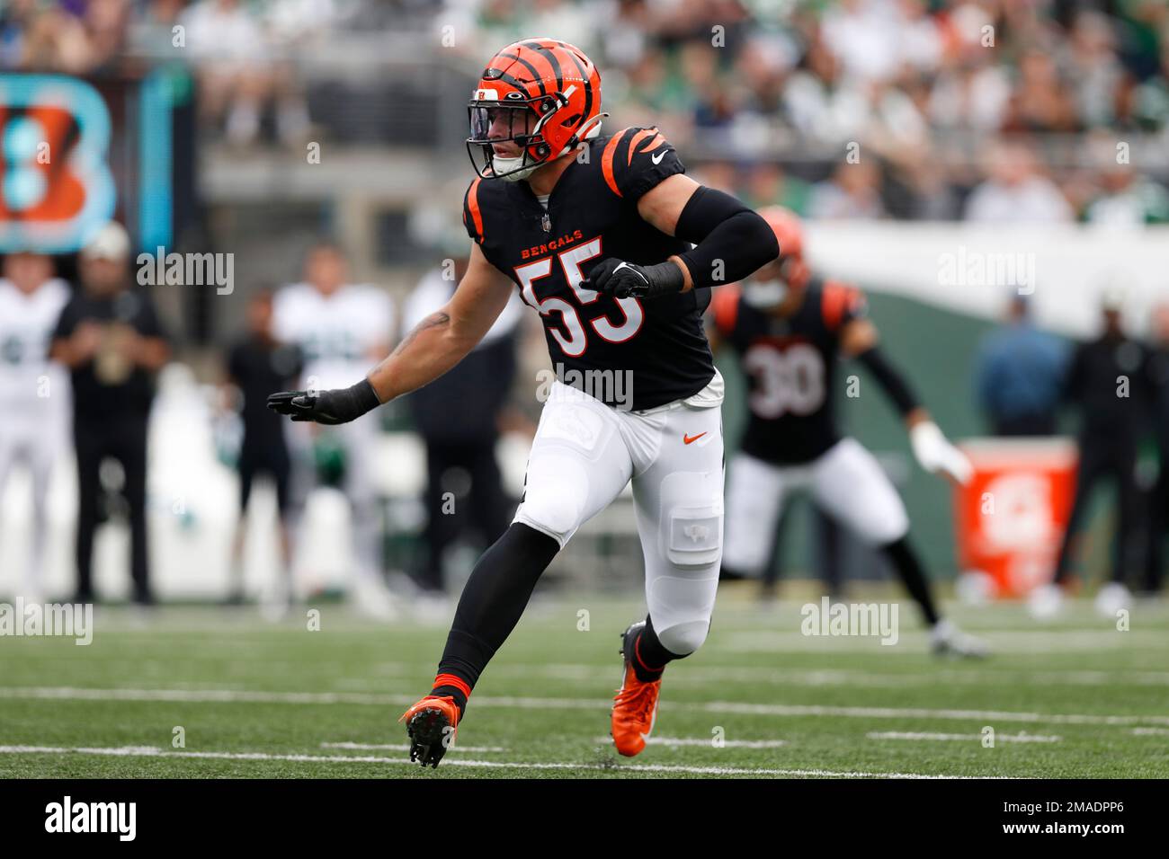 Cincinnati Bengals linebacker Logan Wilson (55) in coverage during an ...