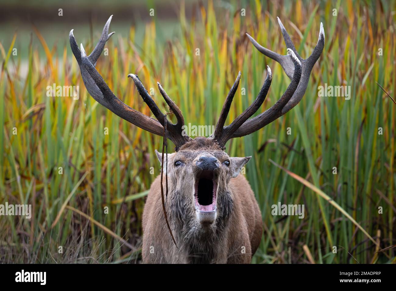 Large red deer stag roaring during the autumn rutting season Stock ...