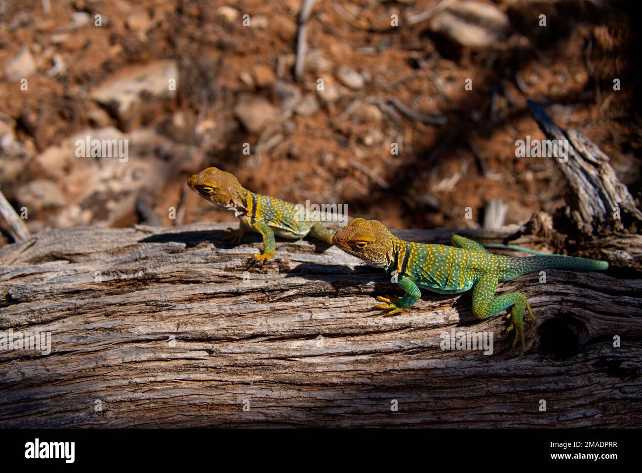 Two collared lizards in the Utah desert, Bears Ears National Monument ...