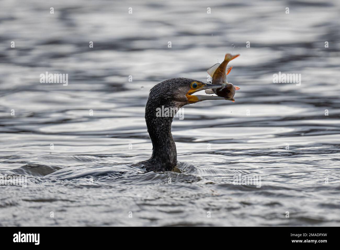 Cormorant catching a fish in the river Thames, London Stock Photo - Alamy