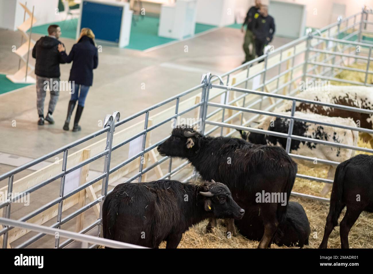 Berlin, Germany. 19th Jan, 2023. Various breeds of cows stand in the ...