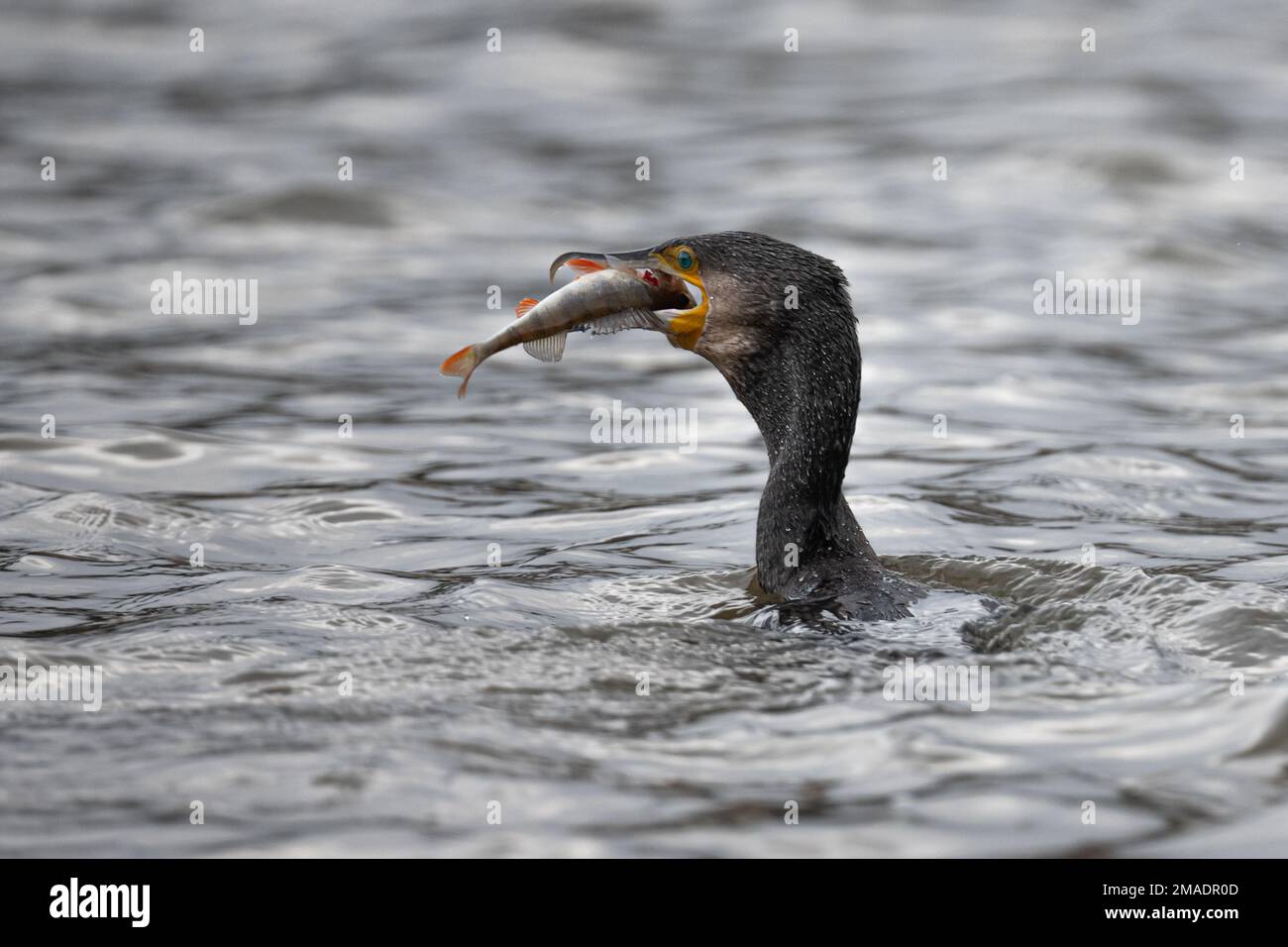 Cormorant catching a fish in the river Thames, London Stock Photo - Alamy