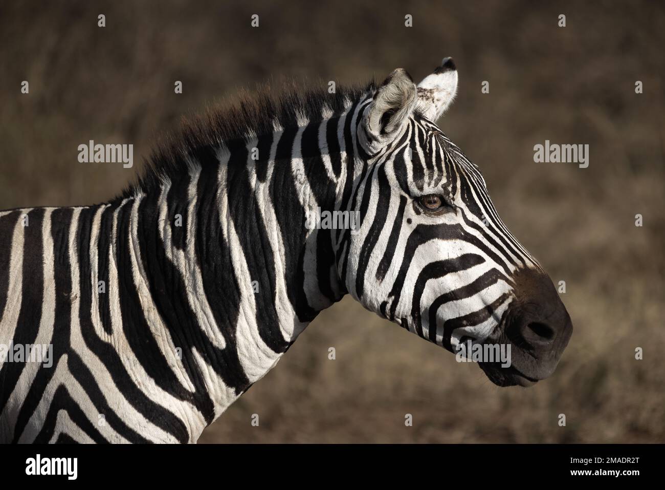 A zebra's head Stock Photo - Alamy