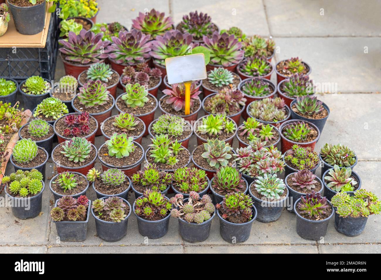 Collection of Common Houseleek Succulent Plants Hens and Chicks in Pots ...