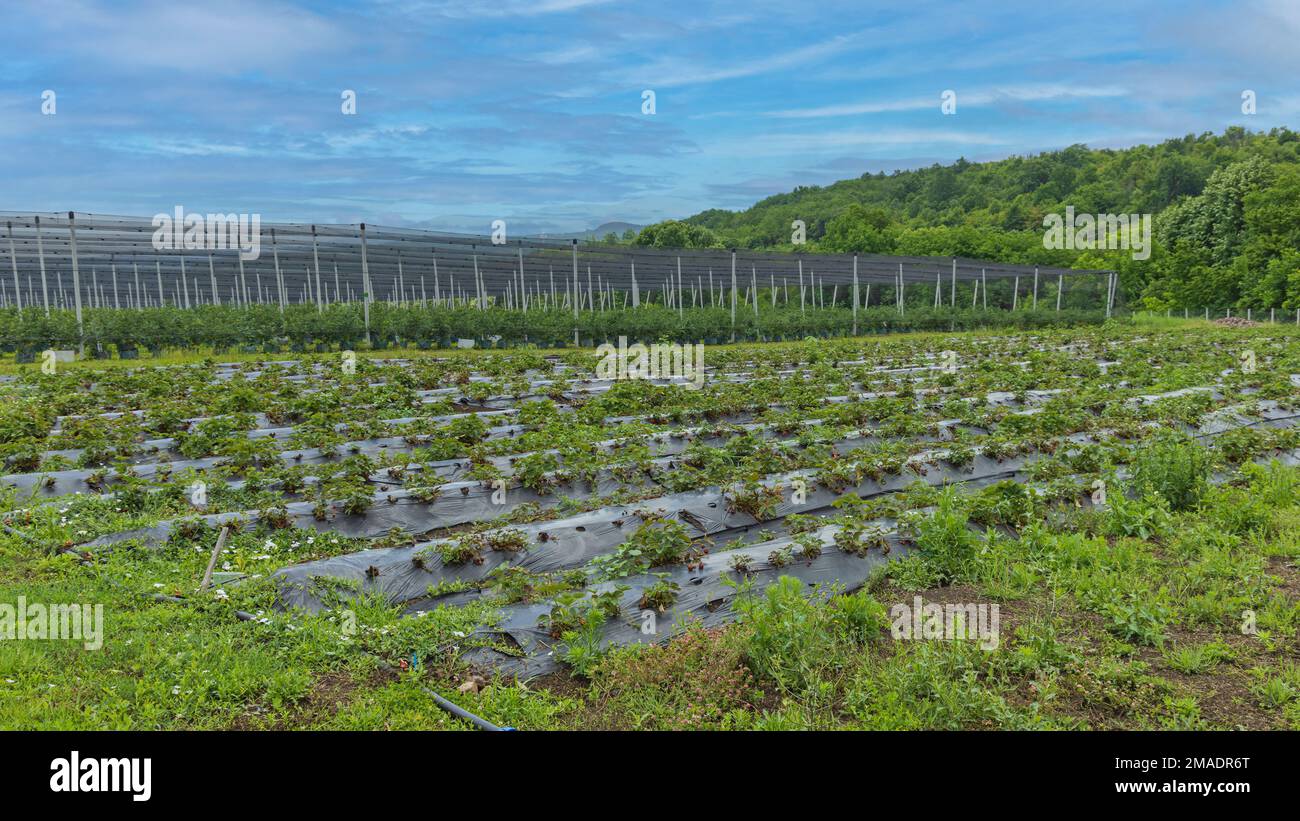 Perforated Strawberry Growing Foil in Rows Fruits Farm Field Stock ...