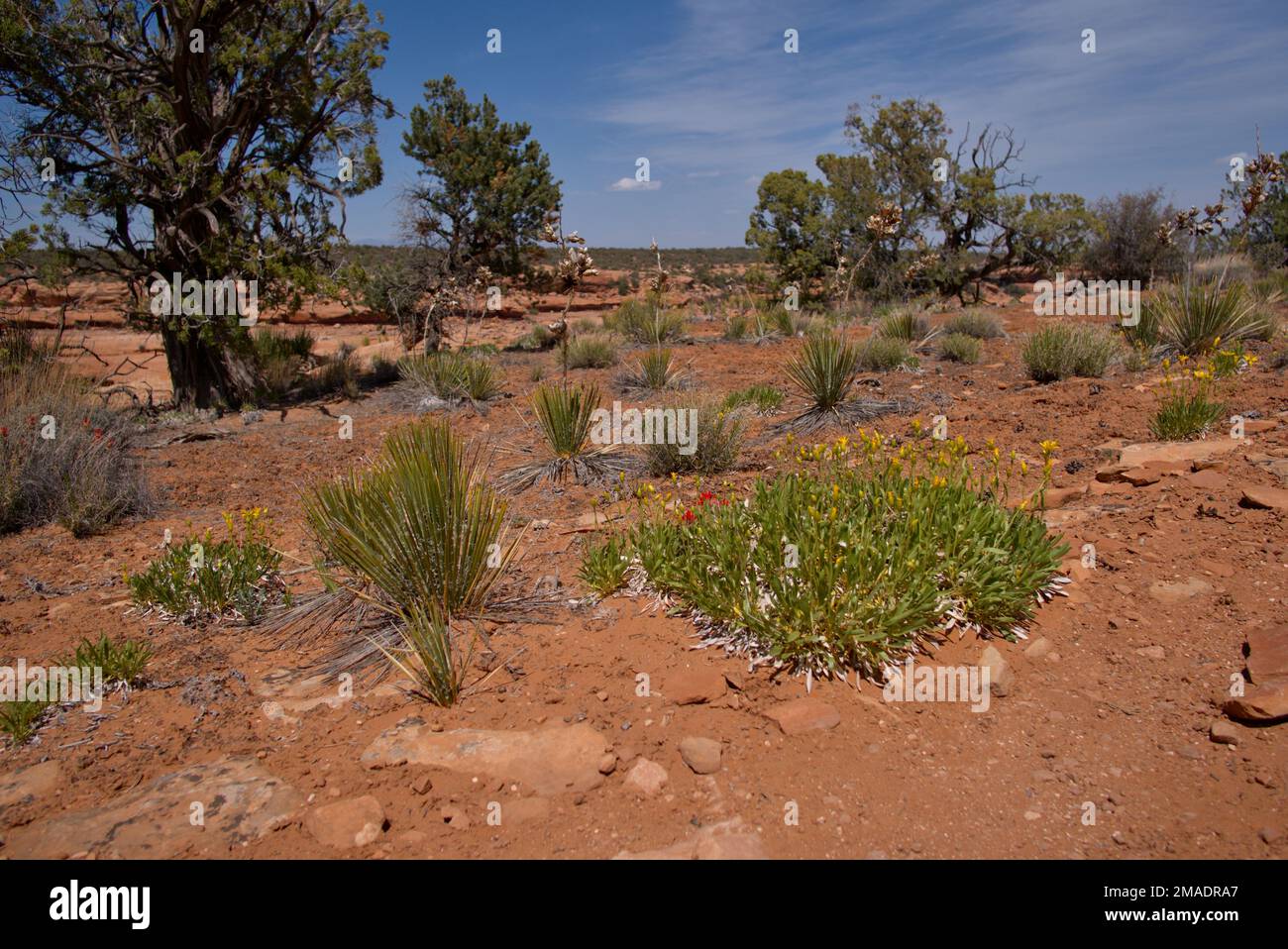 Desert trees and plants at the rim of Road Canyon in Bears Ears ...