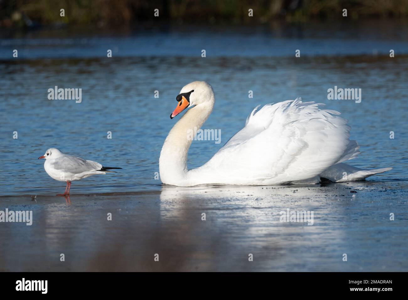 Male swan guarding the unfrozen part of the pond during winter in Bushy ...