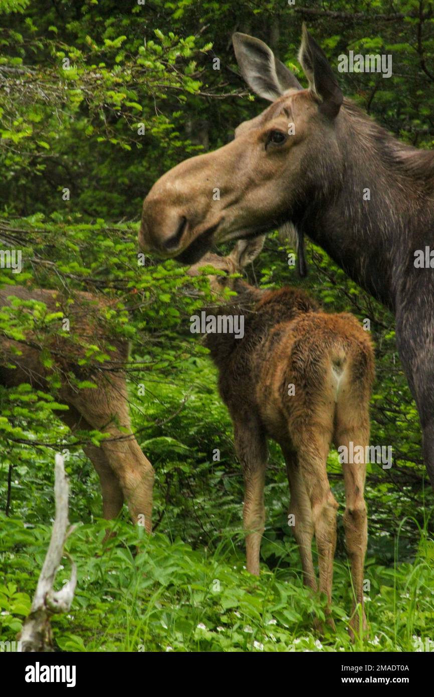 An image of a mother moose with her two babie sin the green trees Stock ...