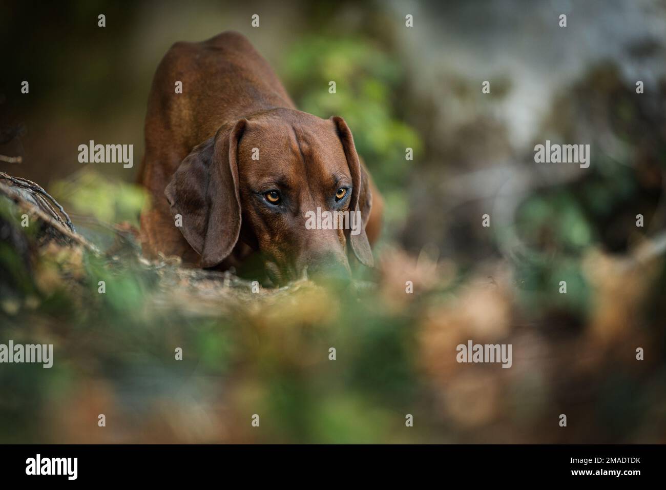 Rhodesian ridgeback in a forest Stock Photo - Alamy