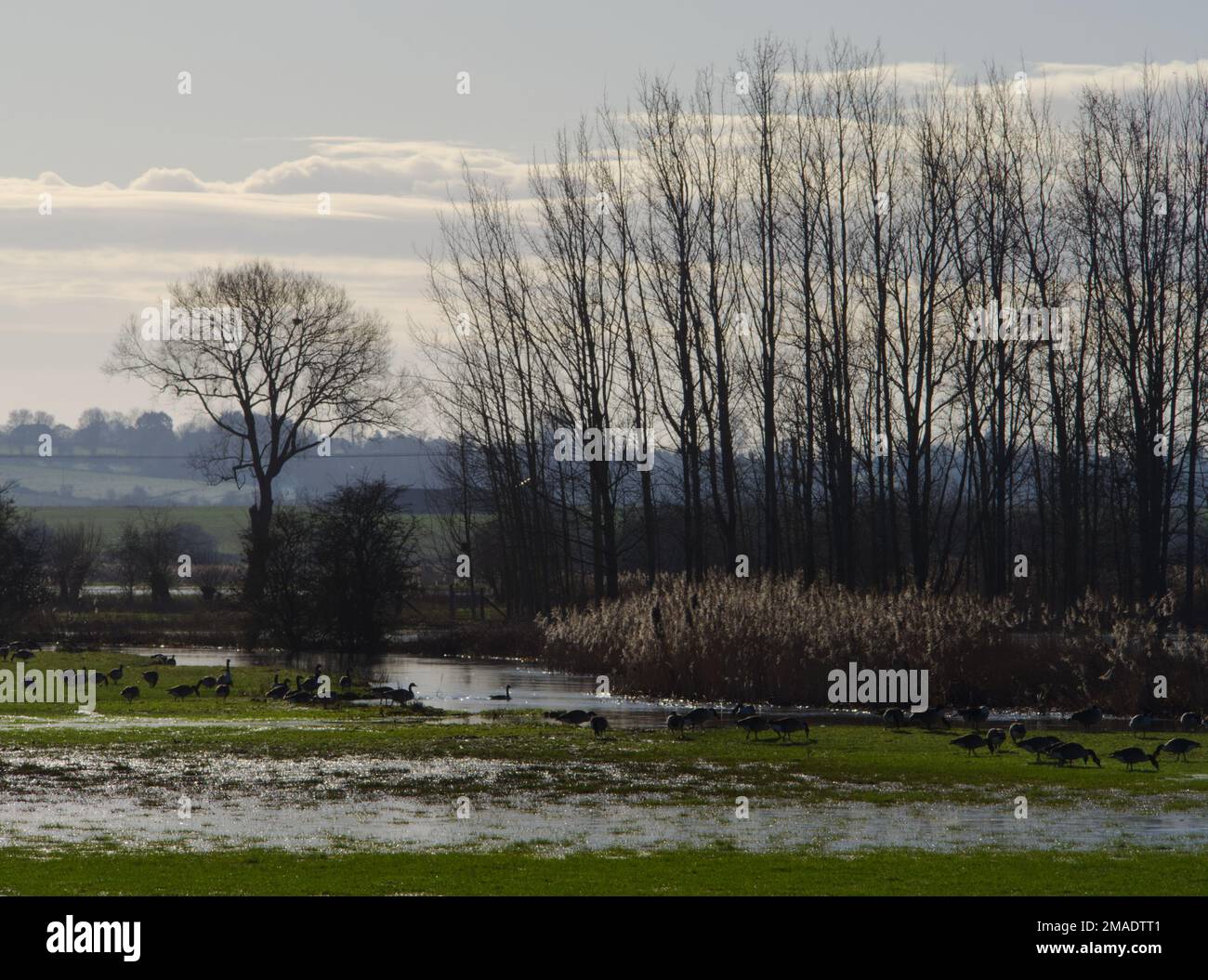 Frozen flood meadows on winters morning at Aynho Oxfordshire Stock ...