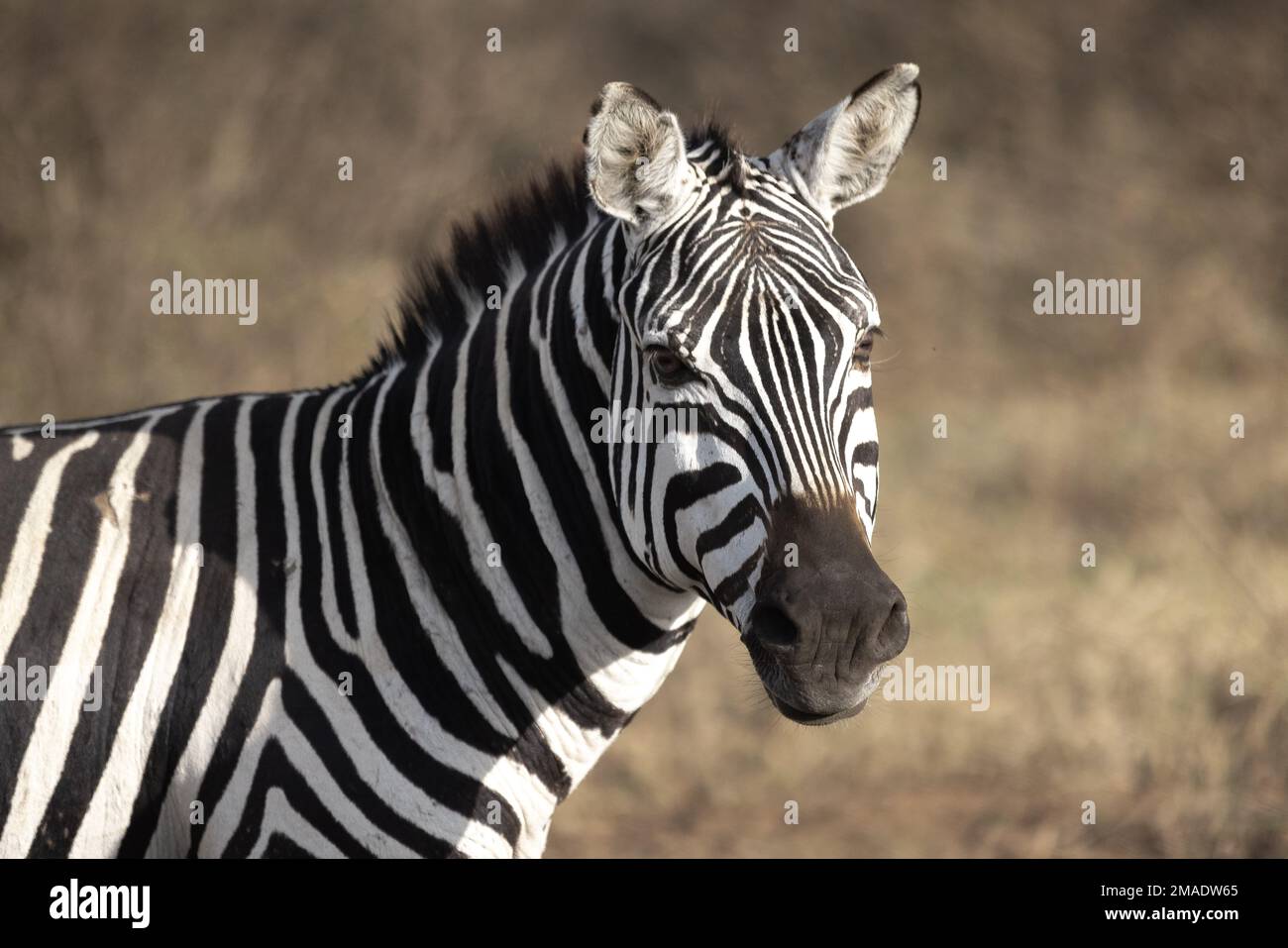 A zebra's head Stock Photo - Alamy