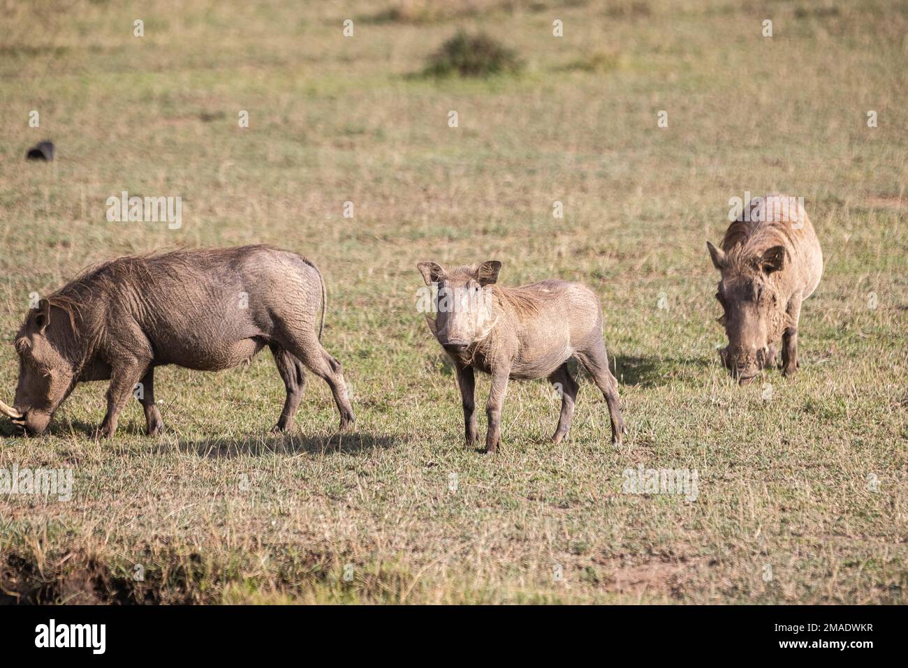 Warthogs eat grass at Lake Nakura Stock Photo - Alamy