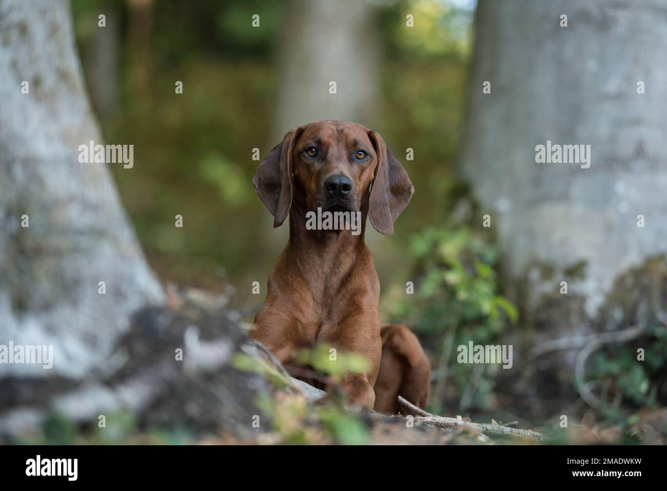 Rhodesian ridge hi-res stock photography and images - Alamy