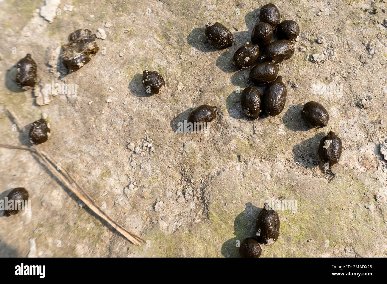 Goat's dungs on the ground. Goat feces on the ground. Goat droppings ...