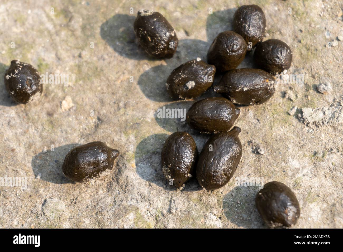 Goat feces on the ground. Goat droppings. goat's dungs on the ground ...