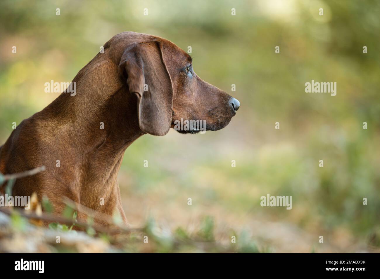 Rhodesian ridgeback in a forest Stock Photo - Alamy