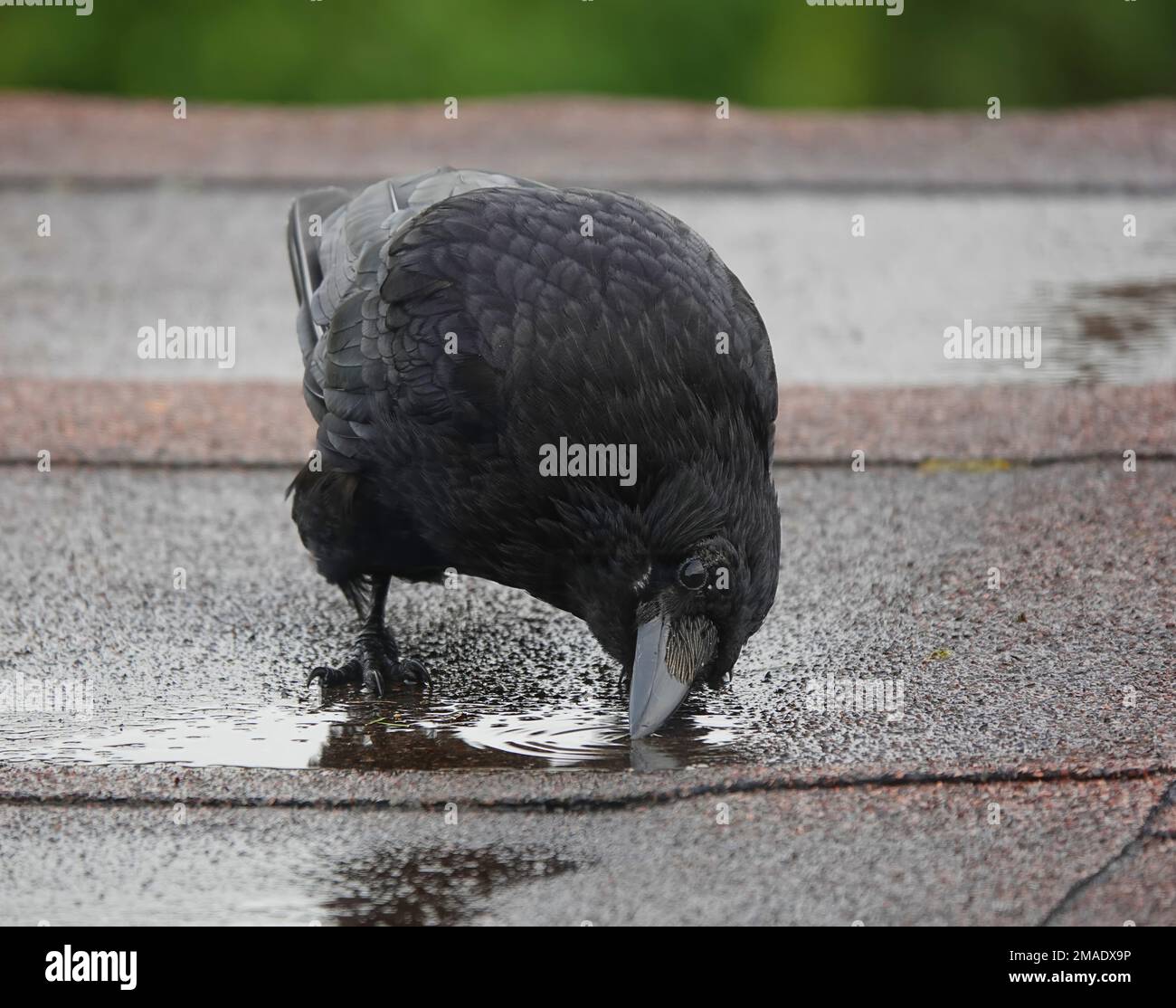 A carrion crow drinking from a small puddle of rain water on a flat ...