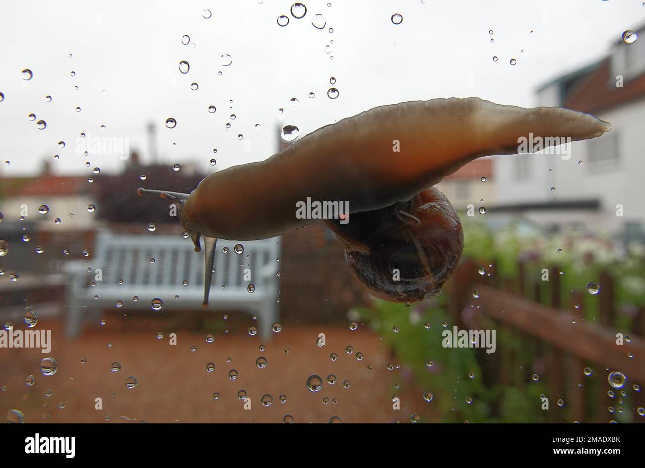 A large Garden snail, Cornu asperum, crawling across a window after a ...