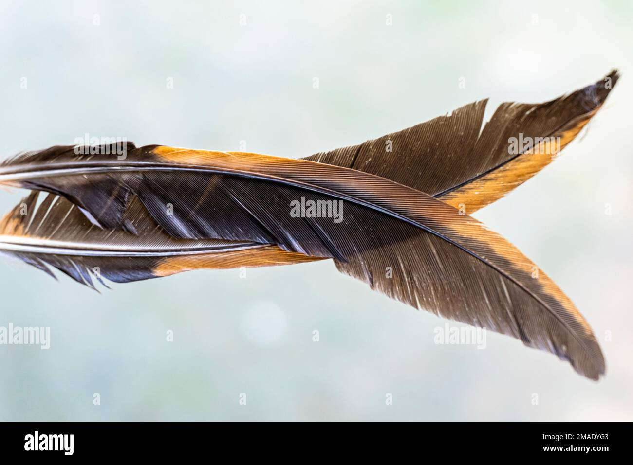 Two feathers isolated on bllured background Stock Photo - Alamy