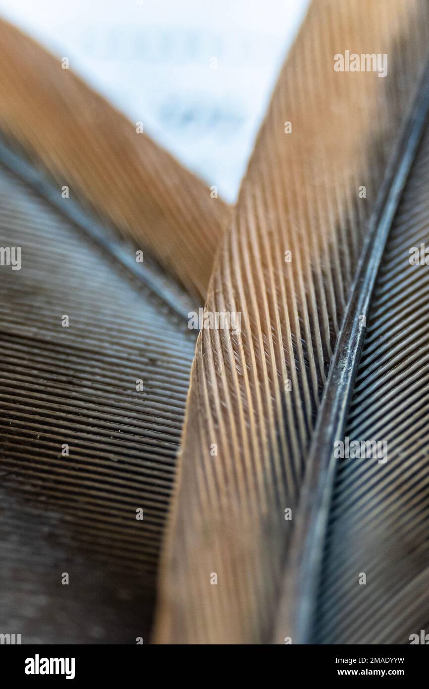 Soft colored bird hi-res stock photography and images - Alamy