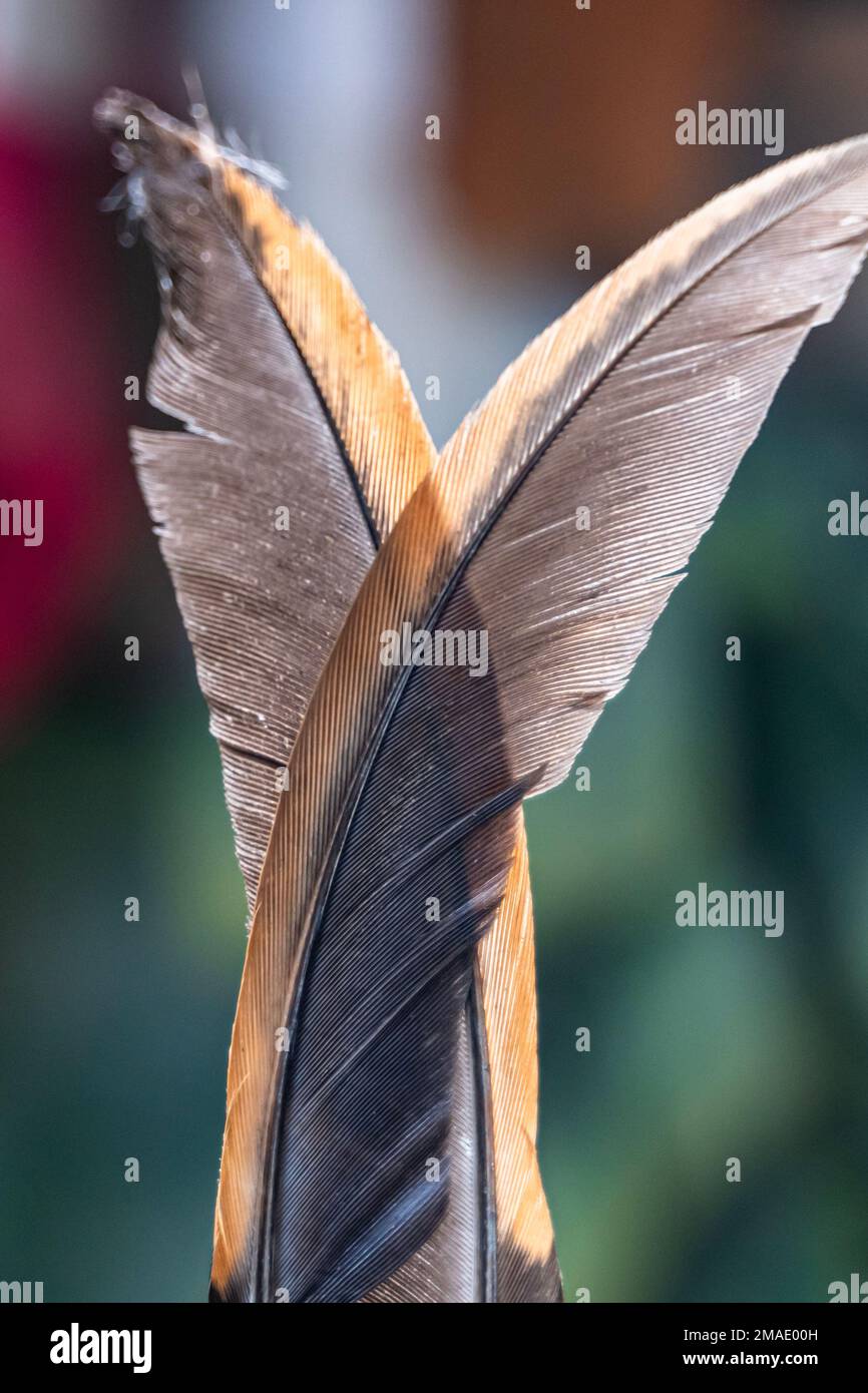 Portrait view of chicken feather isolated on bllured background Stock ...