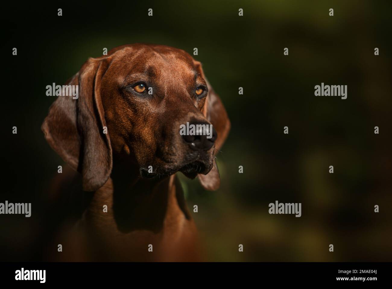 Rhodesian ridgeback in a forest Stock Photo - Alamy