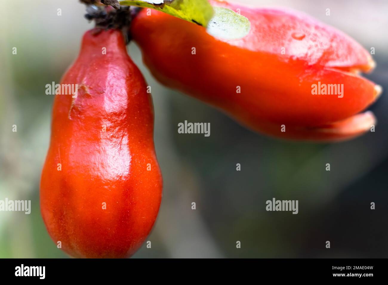 Small and beautiful pomegranate fruits on trees. Punica granatum Stock ...