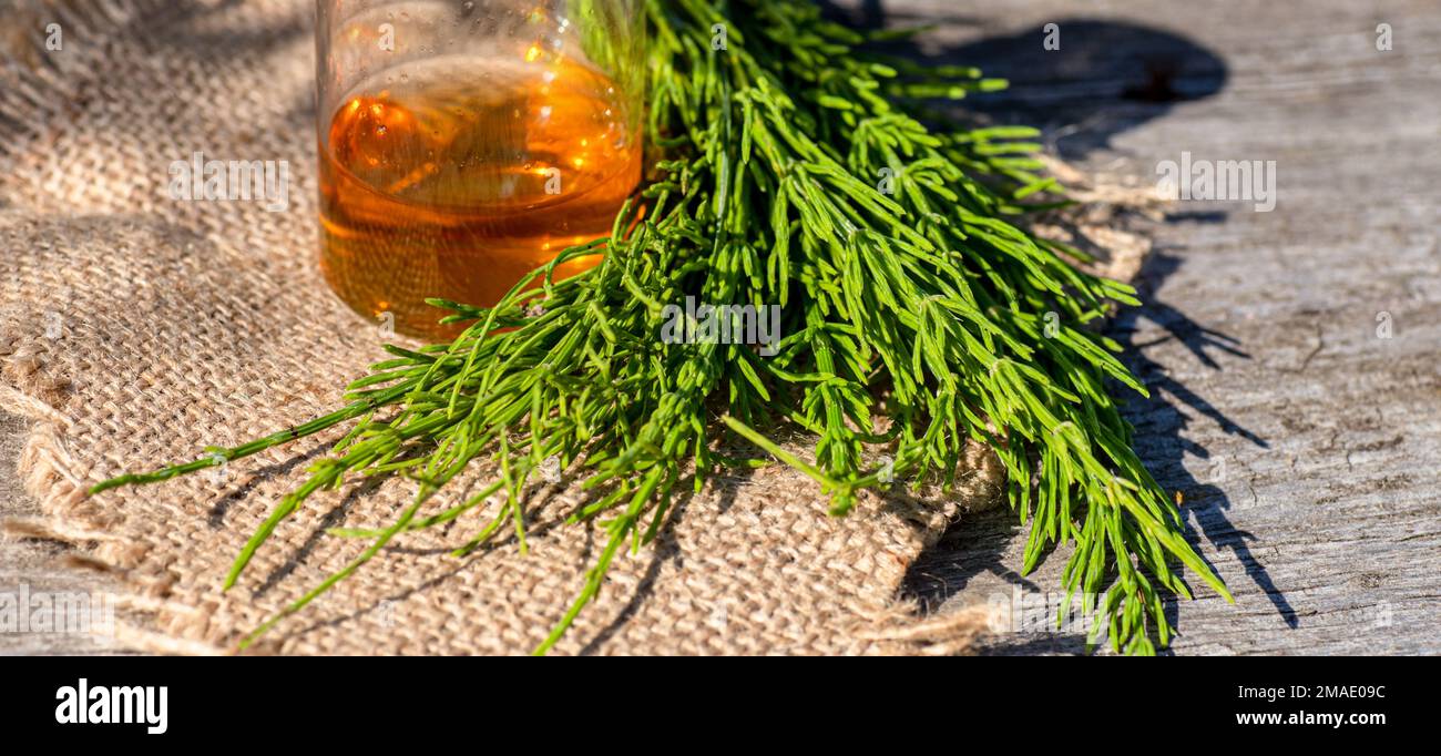 few twigs Equisetum arvense, field horsetail or common horsetail ...