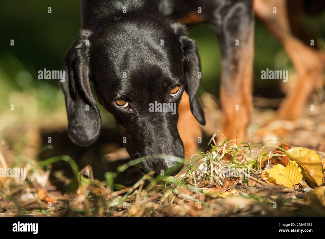 Hunting dog in a forest Stock Photo - Alamy
