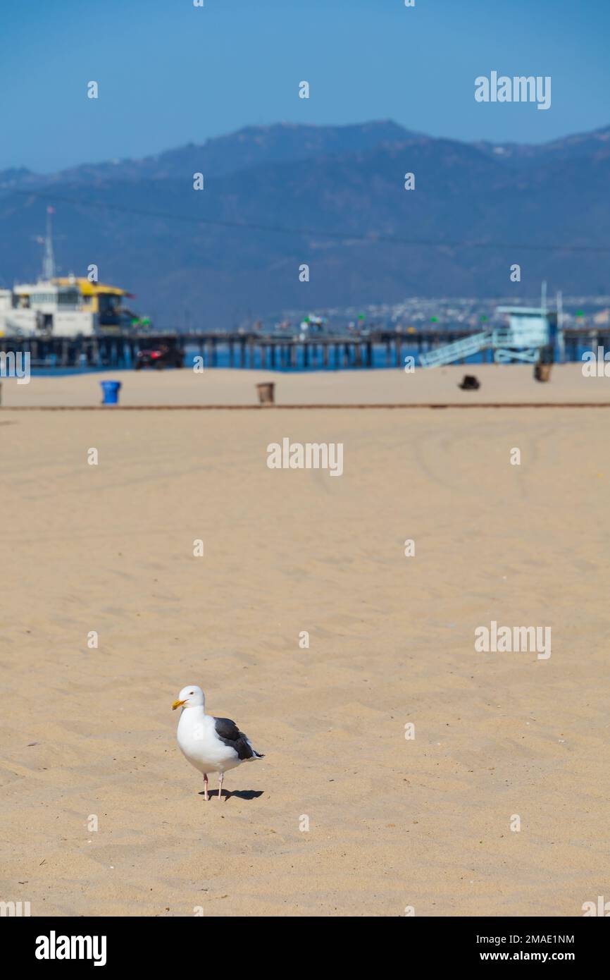 lone Seagull on the beach with the pier behind. Santa Monica ...