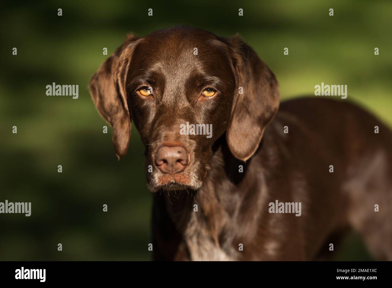 Hunting dog in a forest Stock Photo - Alamy