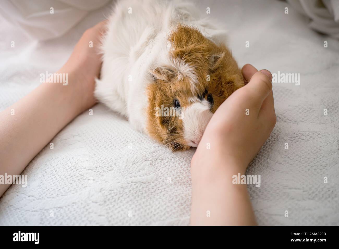 child's hands are hugging Guinea pig. Pet rodent on bed. Caring for ...