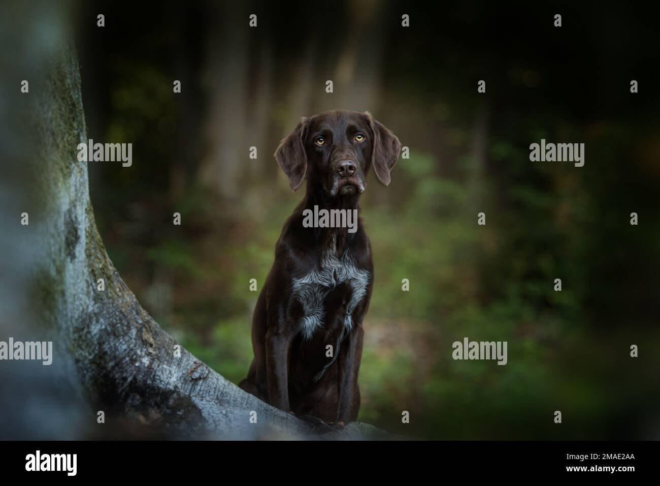 Hunting dog in a forest Stock Photo - Alamy