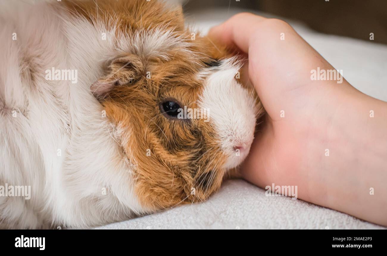 child's hands are hugging Guinea pig. Pet rodent on bed. Caring for ...
