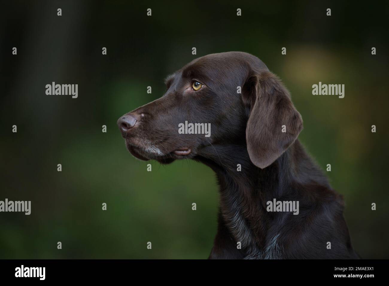 Hunting dog in a forest Stock Photo - Alamy