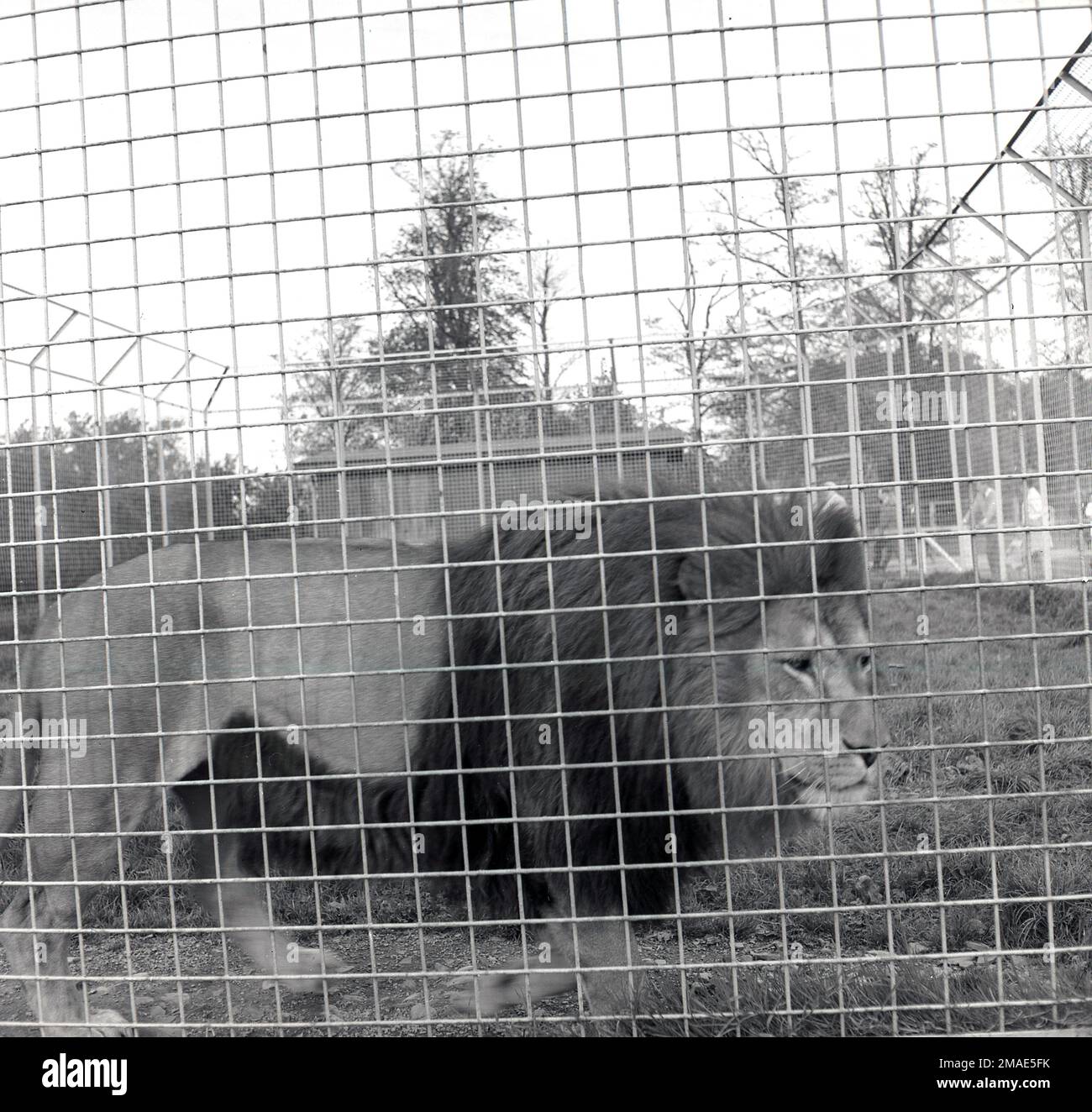 1960s, historical, side view of a male lion walking up close to the ...