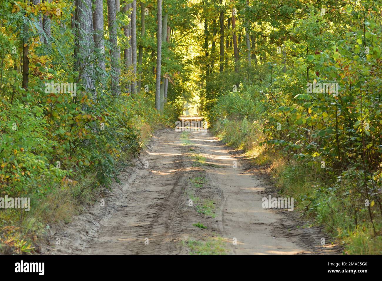 The forest road leads through the forest into the unknown Stock Photo ...