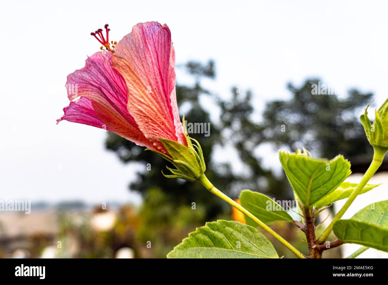 Purple Hibiscus flower and blurred background. Hibiscus flower blooming ...
