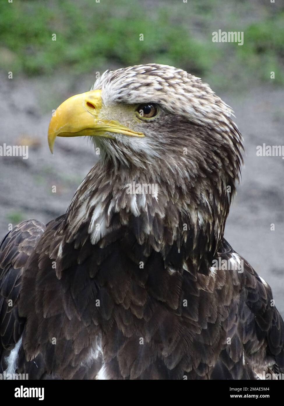An image of a single brown White-tailed eagle with yellow beak Stock ...