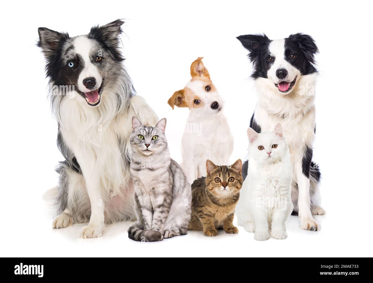 Group of dogs and cats Stock Photo - Alamy