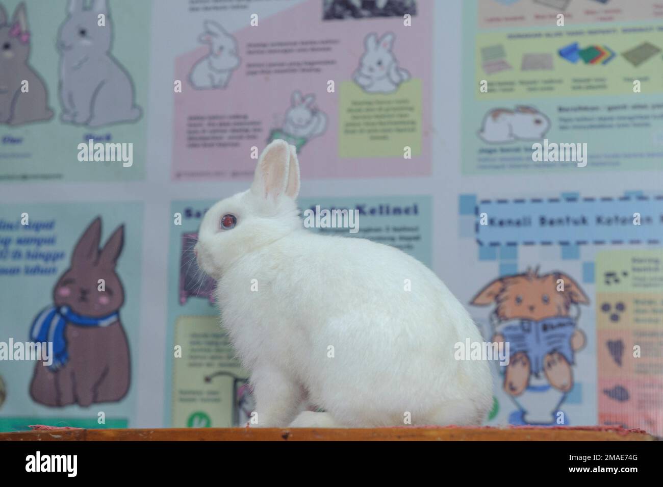 The Netherland dwarf rabbit seen inside a farm in Medan, Northern of ...