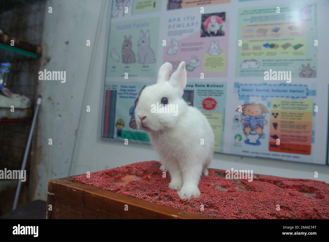 The Netherland dwarf rabbit seen inside a farm in Medan, Northern of ...