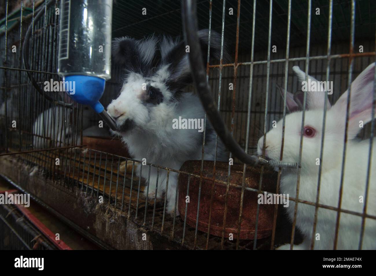 Rabbits drinking water hi-res stock photography and images - Alamy