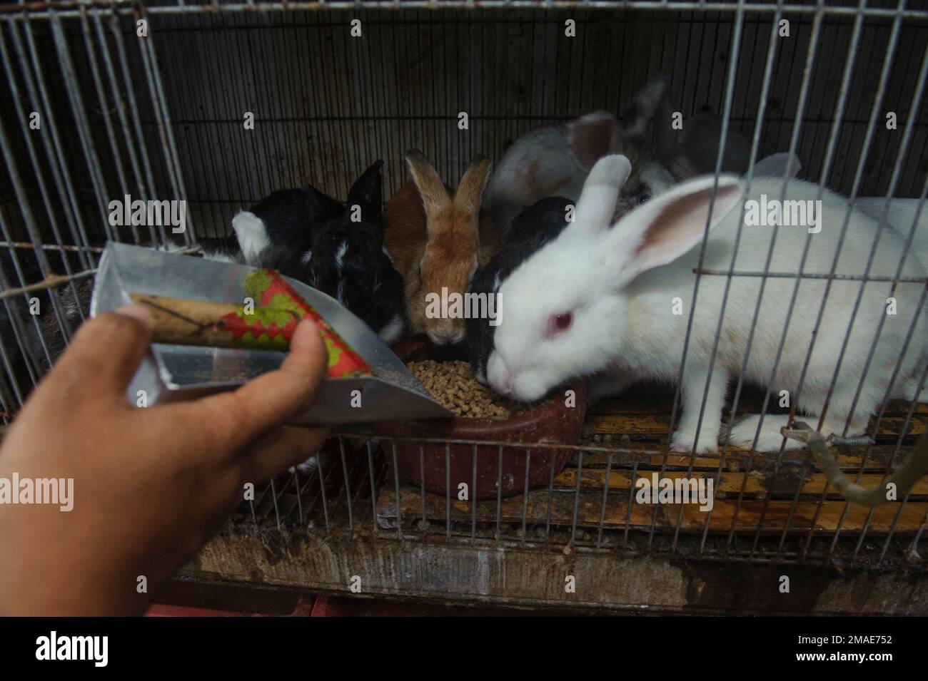 Chinese farm feeding animals hi-res stock photography and images - Alamy